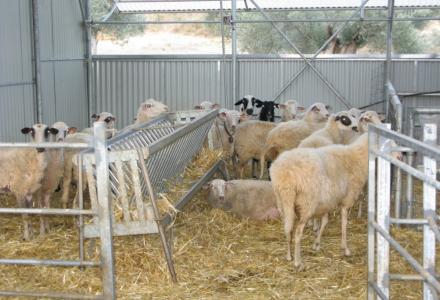 Απλούστευση διαδικασιών για λειτουργία κτηνοτροφικών εγκαταστάσεων ...