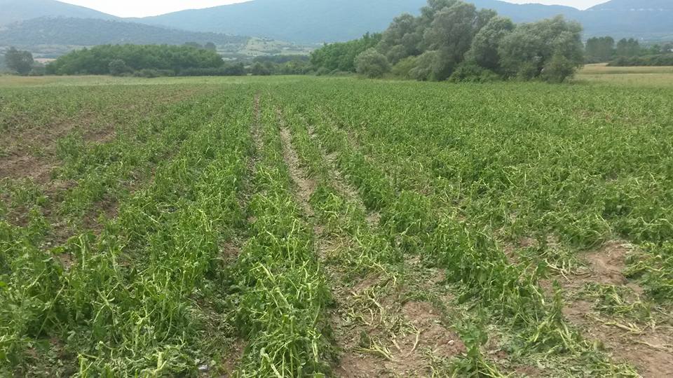 Καταστροφή καλλιεργειών στην Καρυά Ολύμπου (ΦΩΤΟ) - larissanet.gr