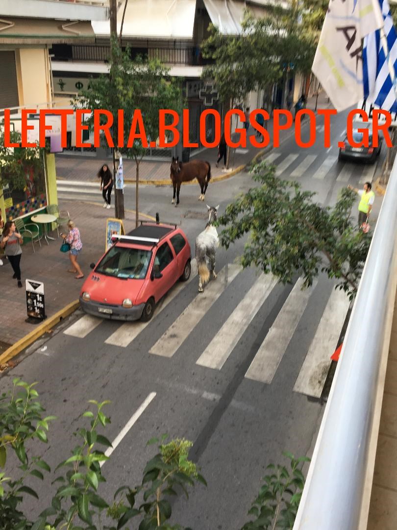Άλογα βγήκαν… βόλτα στο κέντρο της Κατερίνης (ΦΩΤΟ) - larissanet.gr