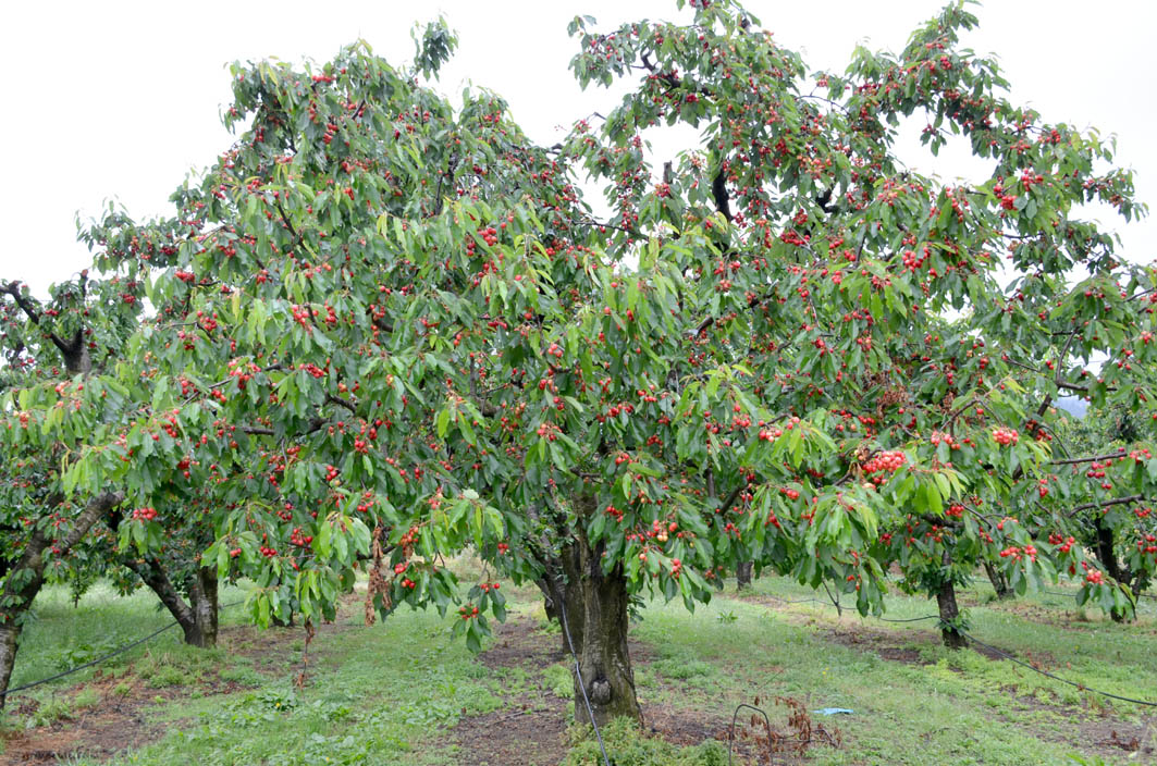 Ολική καταστροφή στα πρώιμα κεράσια της Αγιάς - larissanet.gr