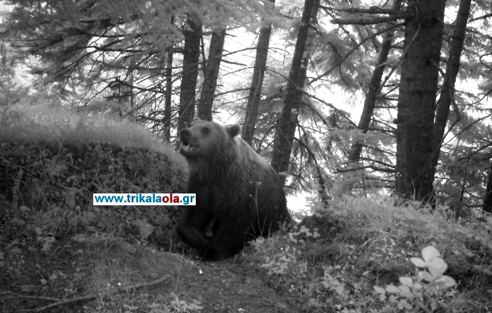 Τρίκαλα: Μελισσοκόμος κατέγραψε το πέρασμα αρκούδας από τα μελίσσια του ...