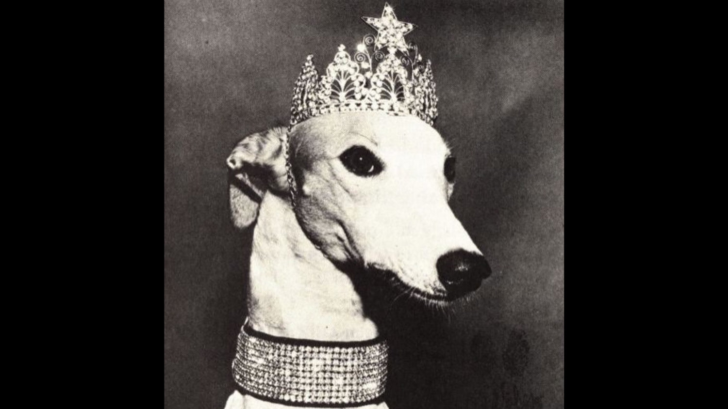 Lady Greyhound: H ιστορία πίσω από την πιο κομψή σκυλίτσα-σταρ των 50s ...