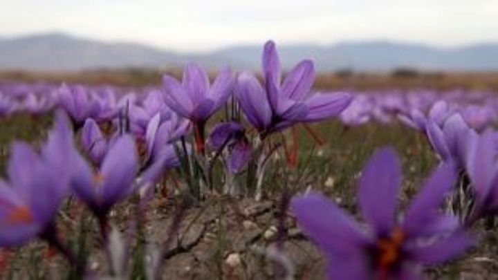 Αγριολούλουδα, ο ξεχωριστός πλούτος της Ελλάδας - larissanet.gr