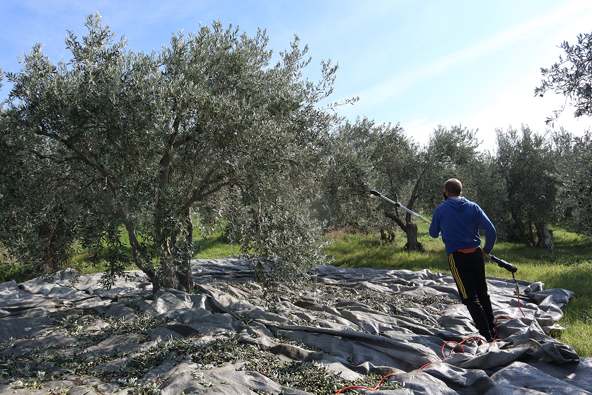 Στιγμιότυπα από το μάζεμα της ελιάς και την παραγωγή ελαιόλαδου στην Π ...