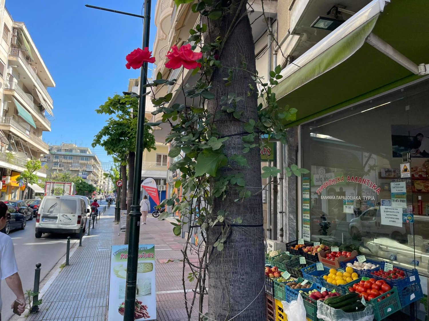 Μια τριανταφυλλιά χρωματίζει το κέντρο της Λάρισας (φωτ.) - larissanet.gr