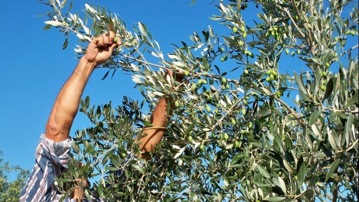 Βιολογικές ελιές και ελαιόλαδο «φοιτούν» στα αμερικανικά πανεπιστήμια ...