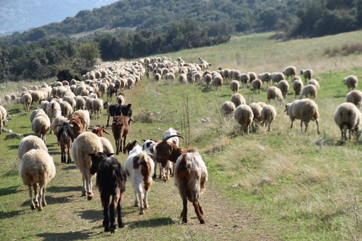 Ακαδημία Γαστρονομίας των Μετακινούμενων Κτηνοτρόφων - larissanet.gr