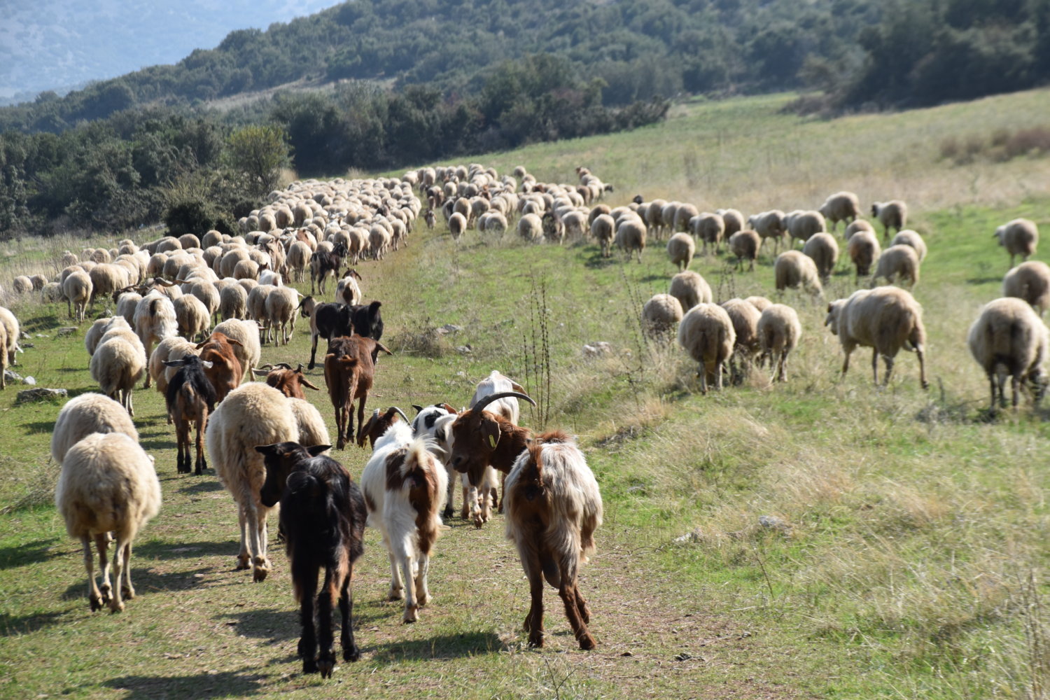 Ακαδημία Γαστρονομίας των Μετακινούμενων Κτηνοτρόφων - larissanet.gr