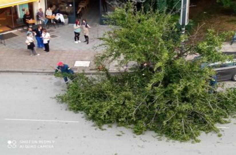 Λάρισα: Πτώση δένδρου στην Ηρ. Πολυτεχνείου (φωτ. & βίντεο) - larissanet.gr