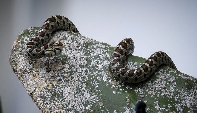 Φίδια στην Ελλάδα: Πώς να αναγνωρίσετε την οχιά - Τι να κάνετε αν σας ...