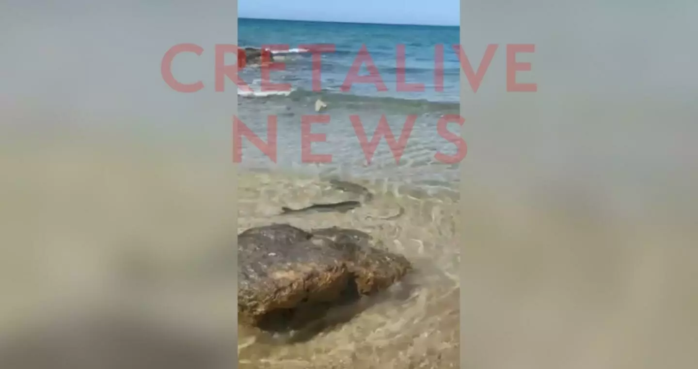 Ηράκλειο: Βγήκε το καρχαριάκι εκεί που... σκάει το κύμα! - larissanet.gr
