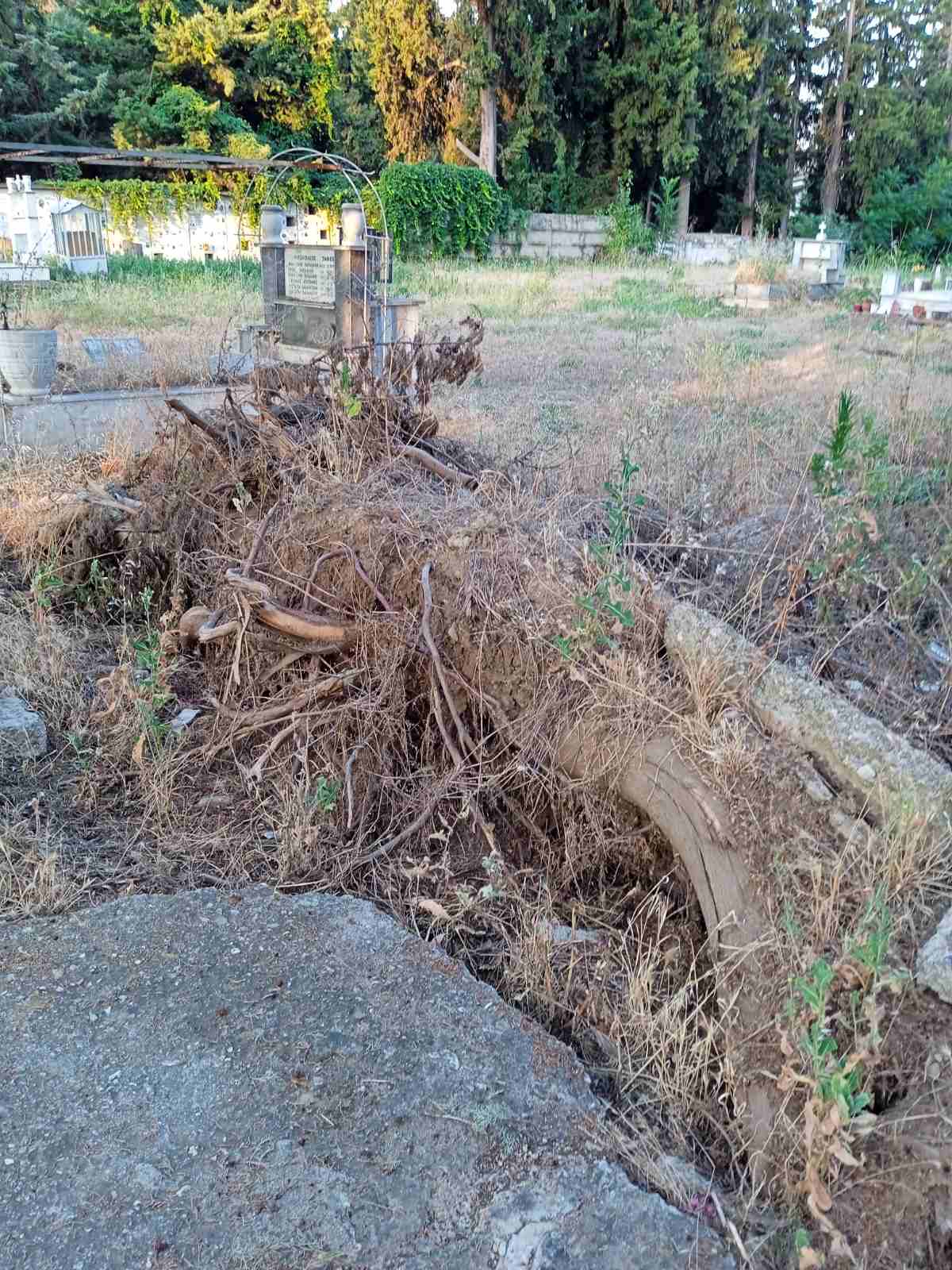 Εικόνες εγκατάλειψης στο παλιό Κοιμητήριο Λάρισας (φωτ.) - larissanet.gr