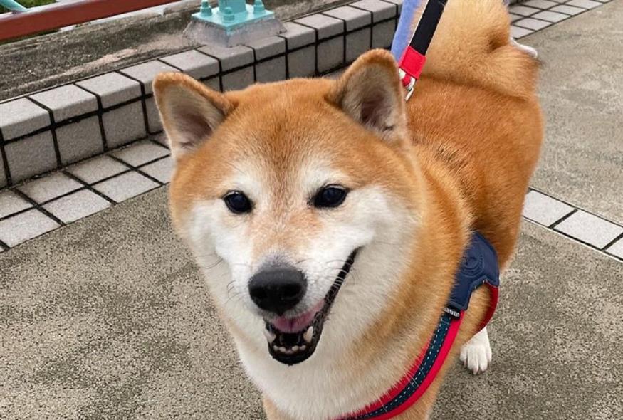 Πέθανε ο Cheems Balltze, ο σκύλος που έγινε το πιο γνωστό meme ...