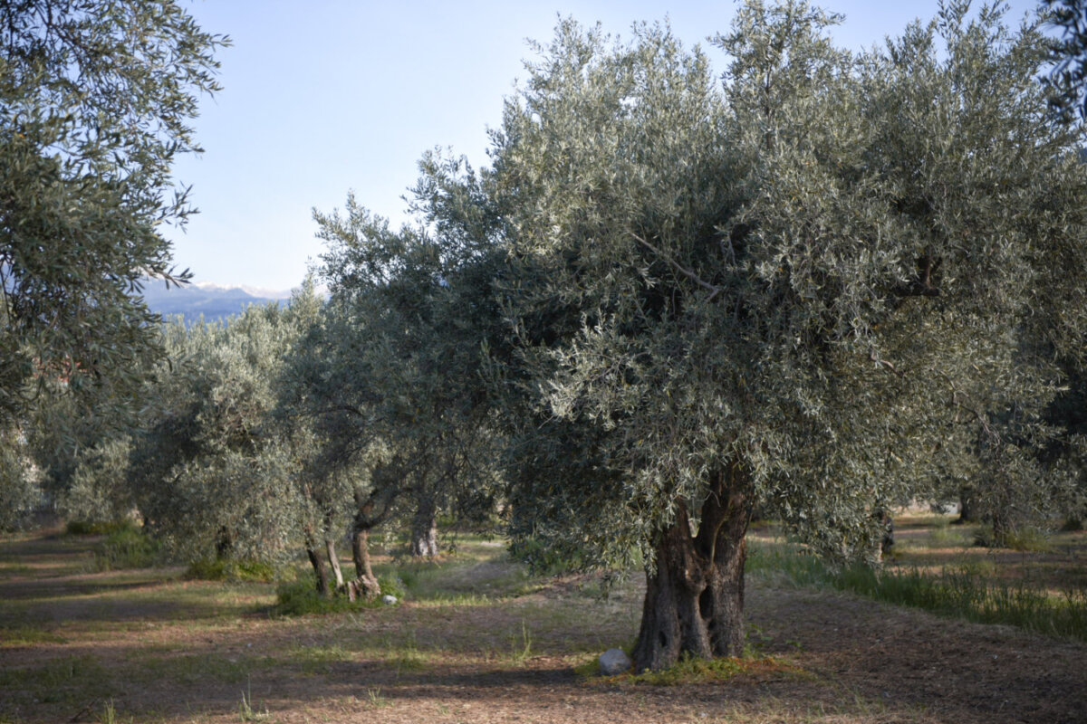 Το «Υπέρπυκνο Σύστημα Φύτευσης» της ελιάς και μια πρόταση για τους ...