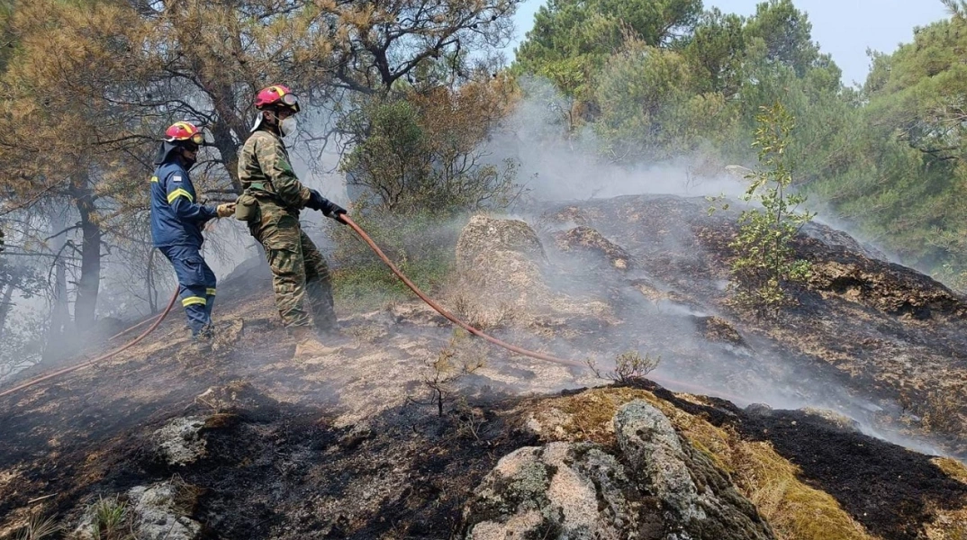 Καθηγητής τμήματος Δασολογίας του ΑΠΘ: «Το δάσος της Δαδιάς χάθηκε για ...