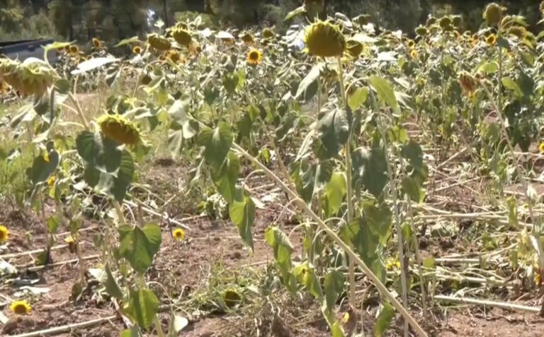 Χαλκιδική: Μεγάλες καταστροφές σε καλλιέργειες προκάλεσαν αγριογούρουνα ...