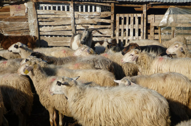 Πανώλη στα αιγοπρόβατα: Κλιμάκια κτηνιάτρων ελέγχουν τις κτηνοτροφικές ...