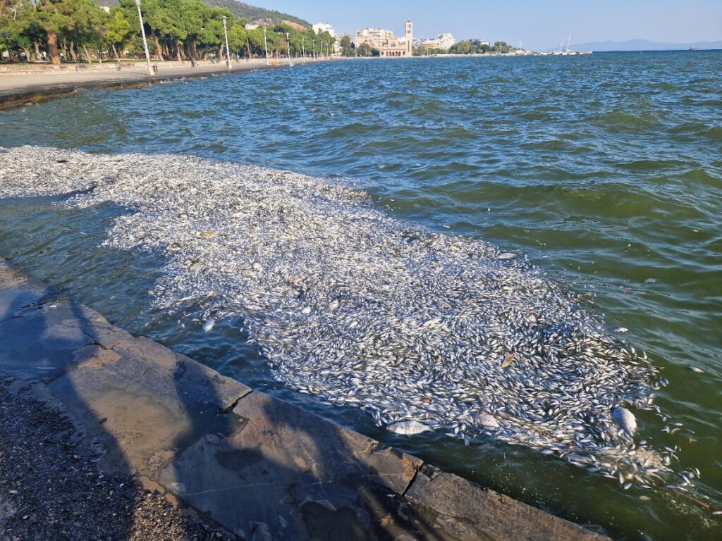 «Τόνοι με νεκρά ψάρια σε τουριστικό λιμάνι της Ελλάδας»: Οι θλιβερές ...