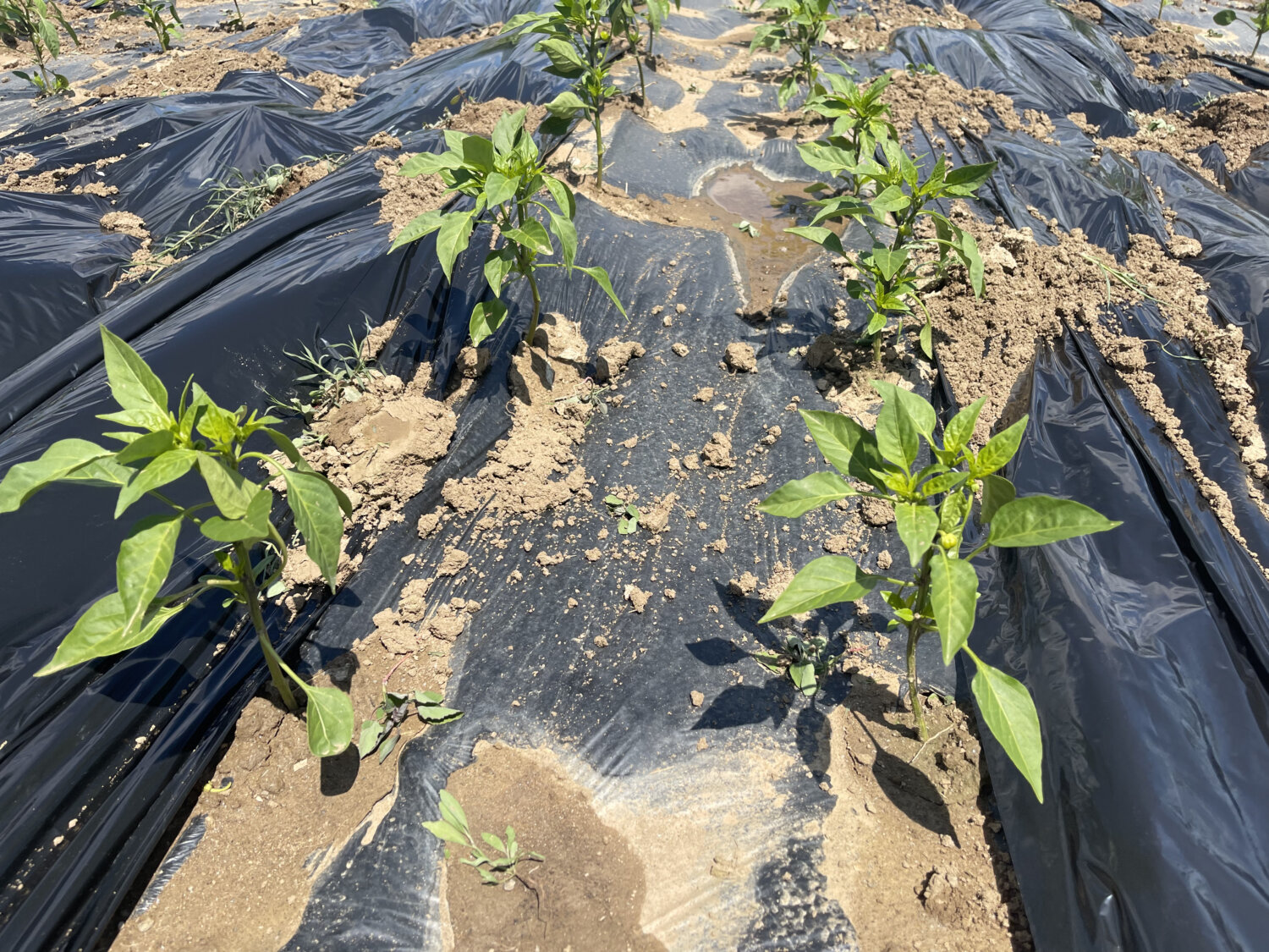 Aπαγορευτικό σε καλλιέργειες που θέλουν νερό - Τα εμπόδια στην αγροτική ...