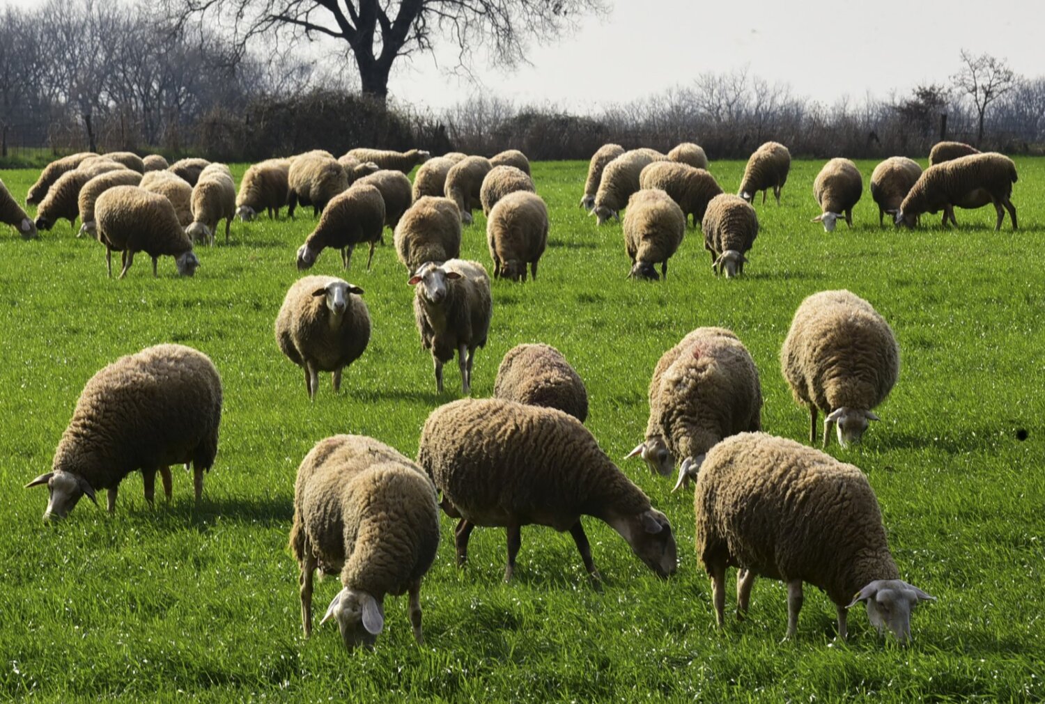 Πόσο νοσεί η ελληνική κτηνοτροφία: «Ακτινογραφία» στην πανώλη και την ...