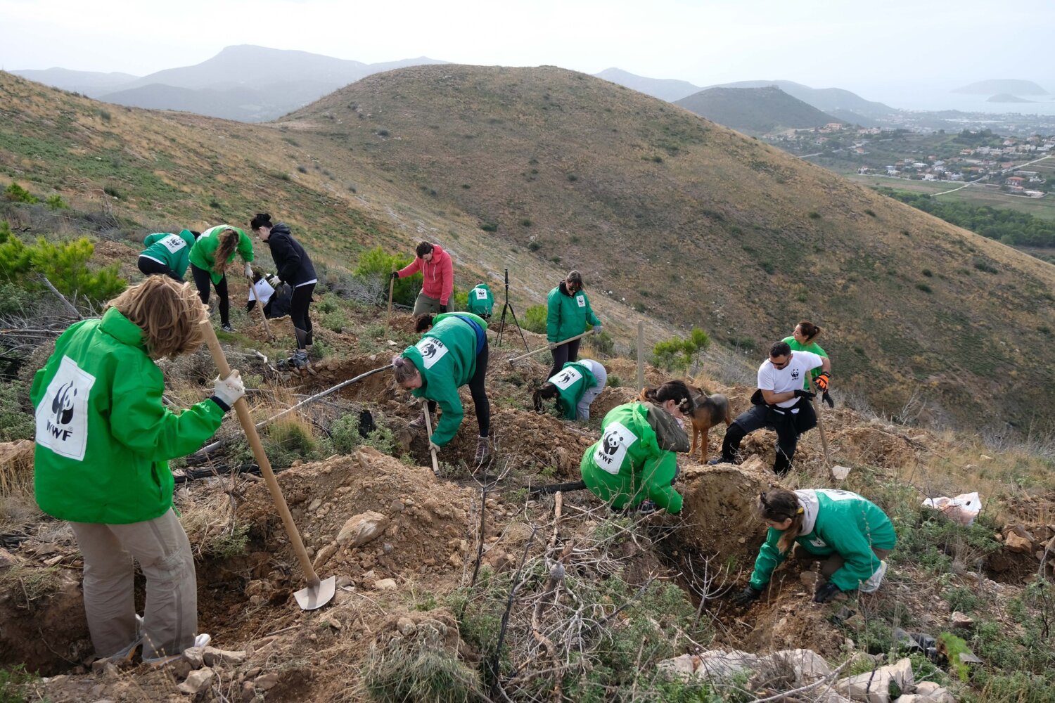 To WWF Ελλάς και ο Τ.Ο.Ε.Β. Ταυρωπού οργανώνουν δράση δενδροφύτευσης ...